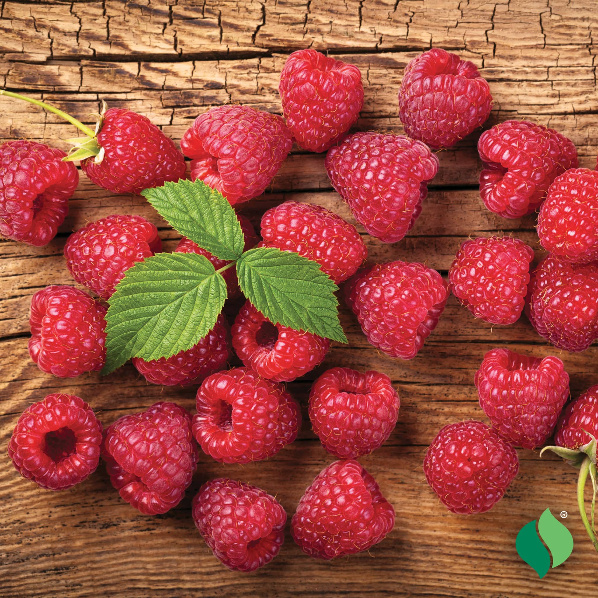 Raspberry 'Heritage' - DeGroot