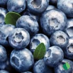 Blueberry ‘Sharpblue’ - DeGroot