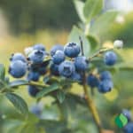 Blueberry ‘Sharpblue’ - DeGroot