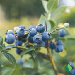 Blueberry ‘Sharpblue’ - DeGroot
