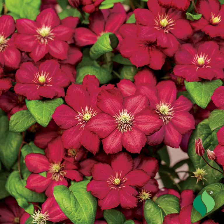Clematis 'Rouge Cardinal' - DeGroot