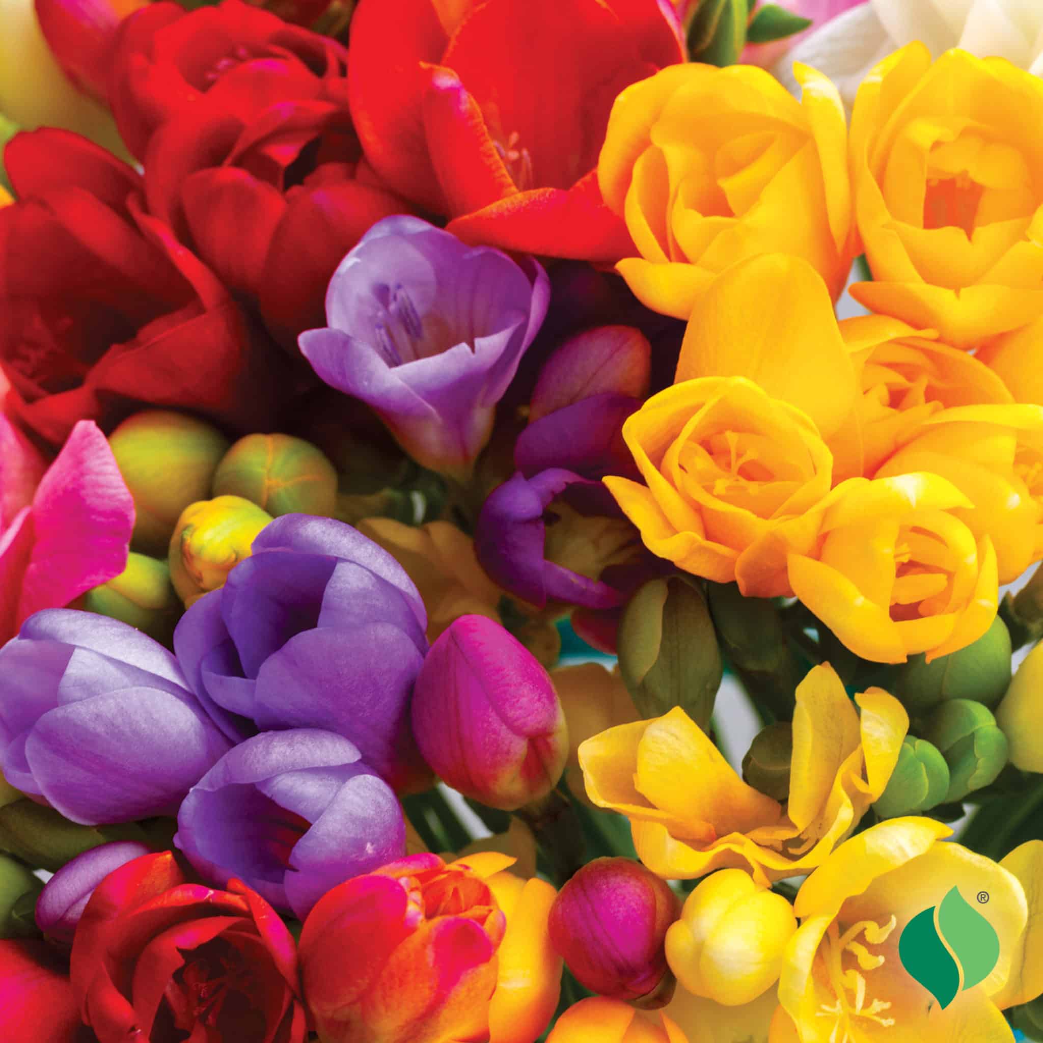 Freesia, Double Mix - DeGroot