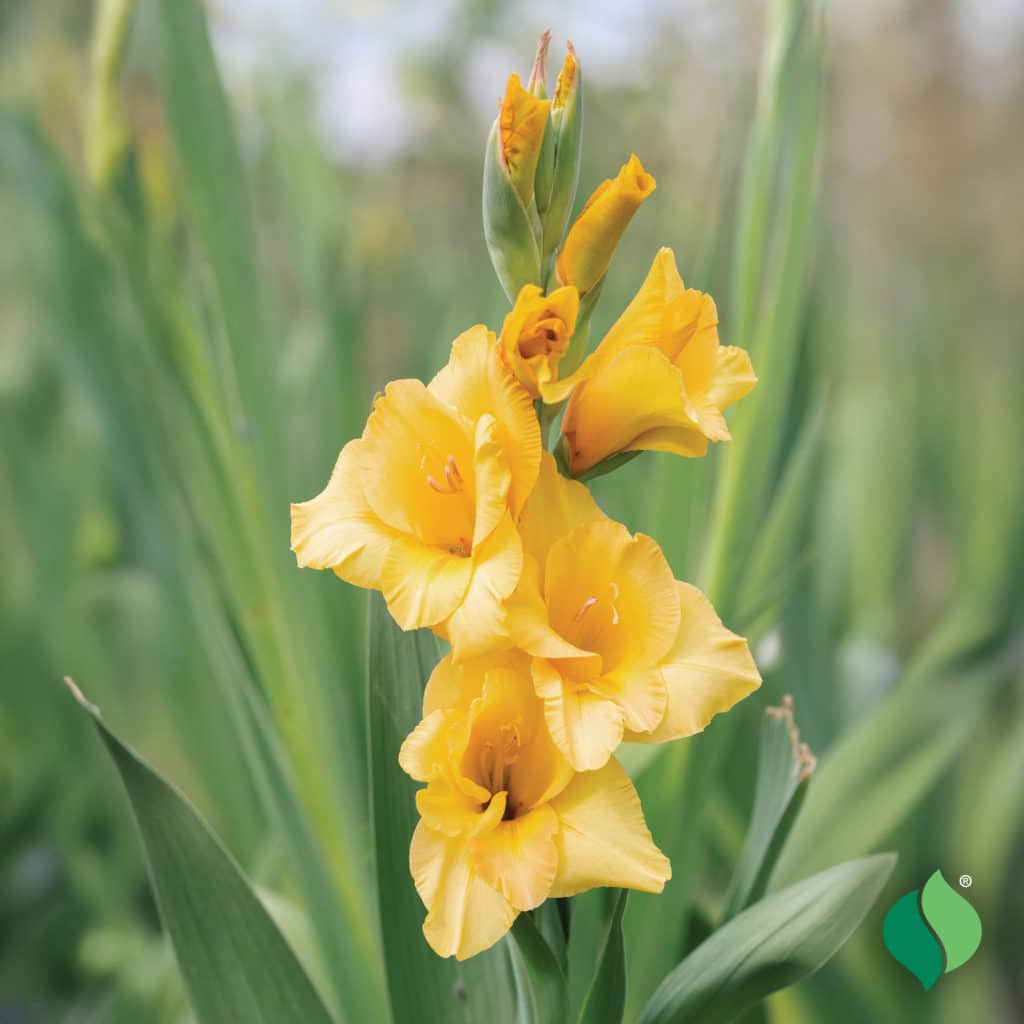 Gladiolus 'Yellow' - DeGroot
