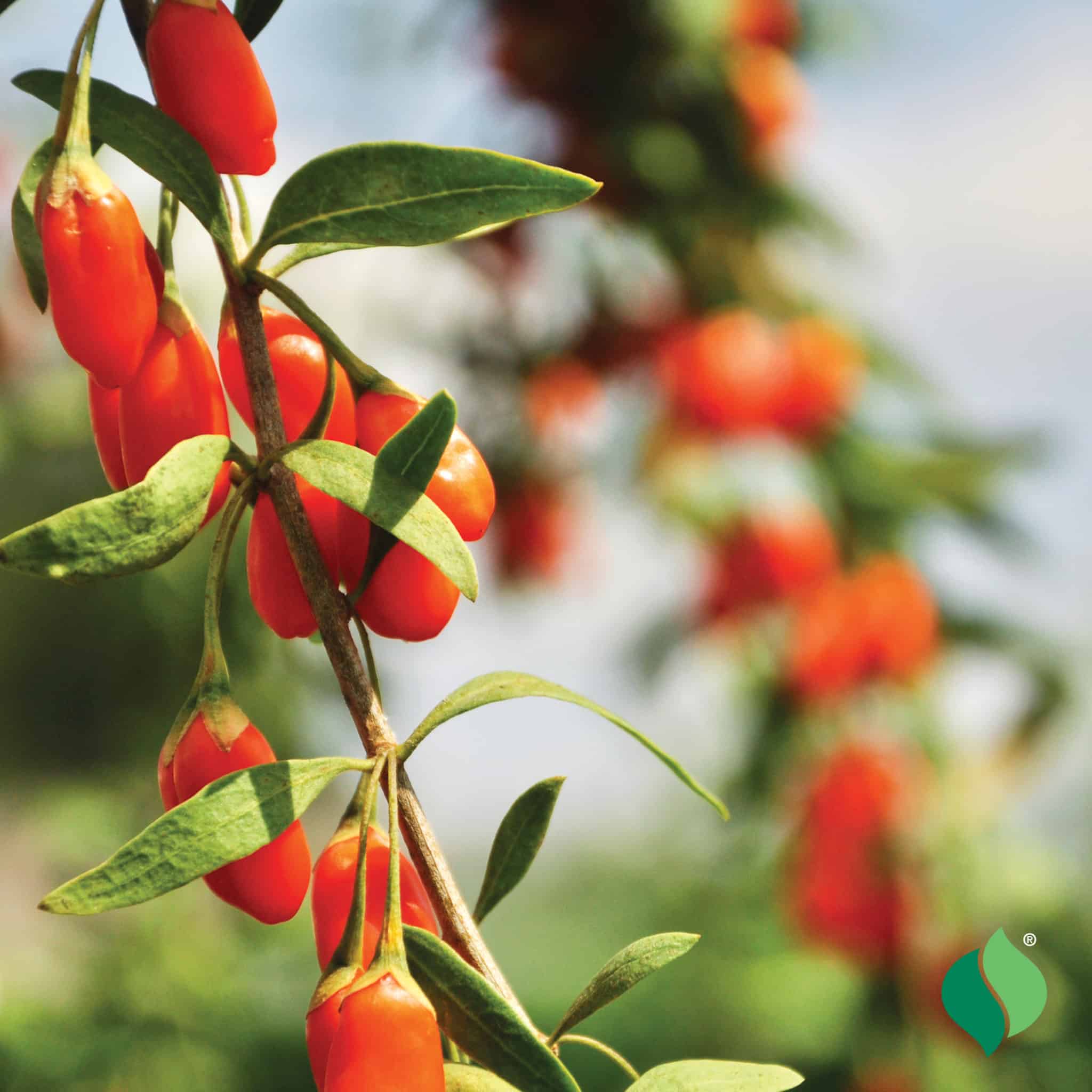 Goji Berry - DeGroot