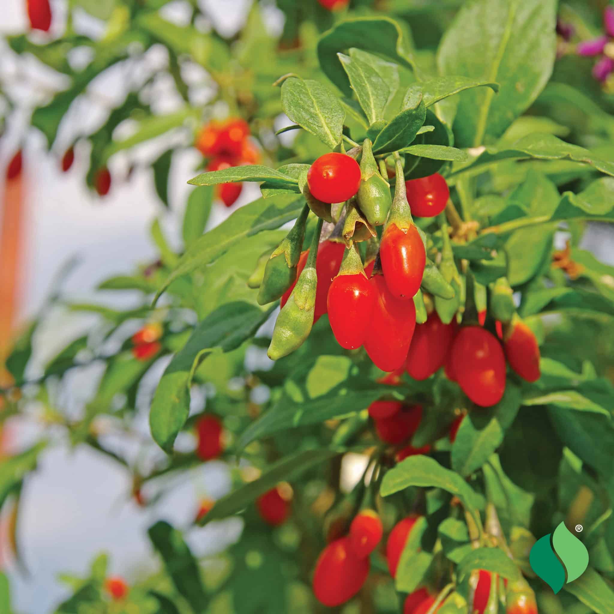 Goji Berry - DeGroot