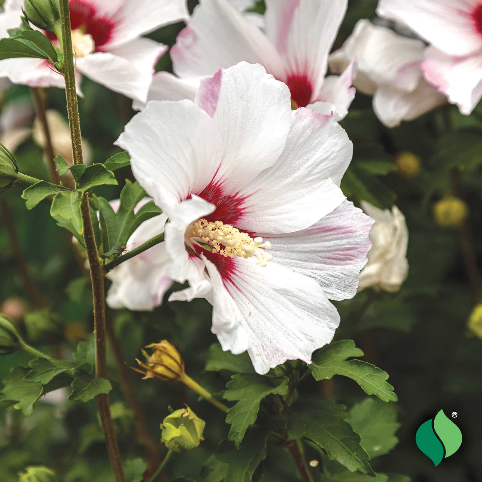 Hibiscus Syriacus ‘Helene’ - DeGroot
