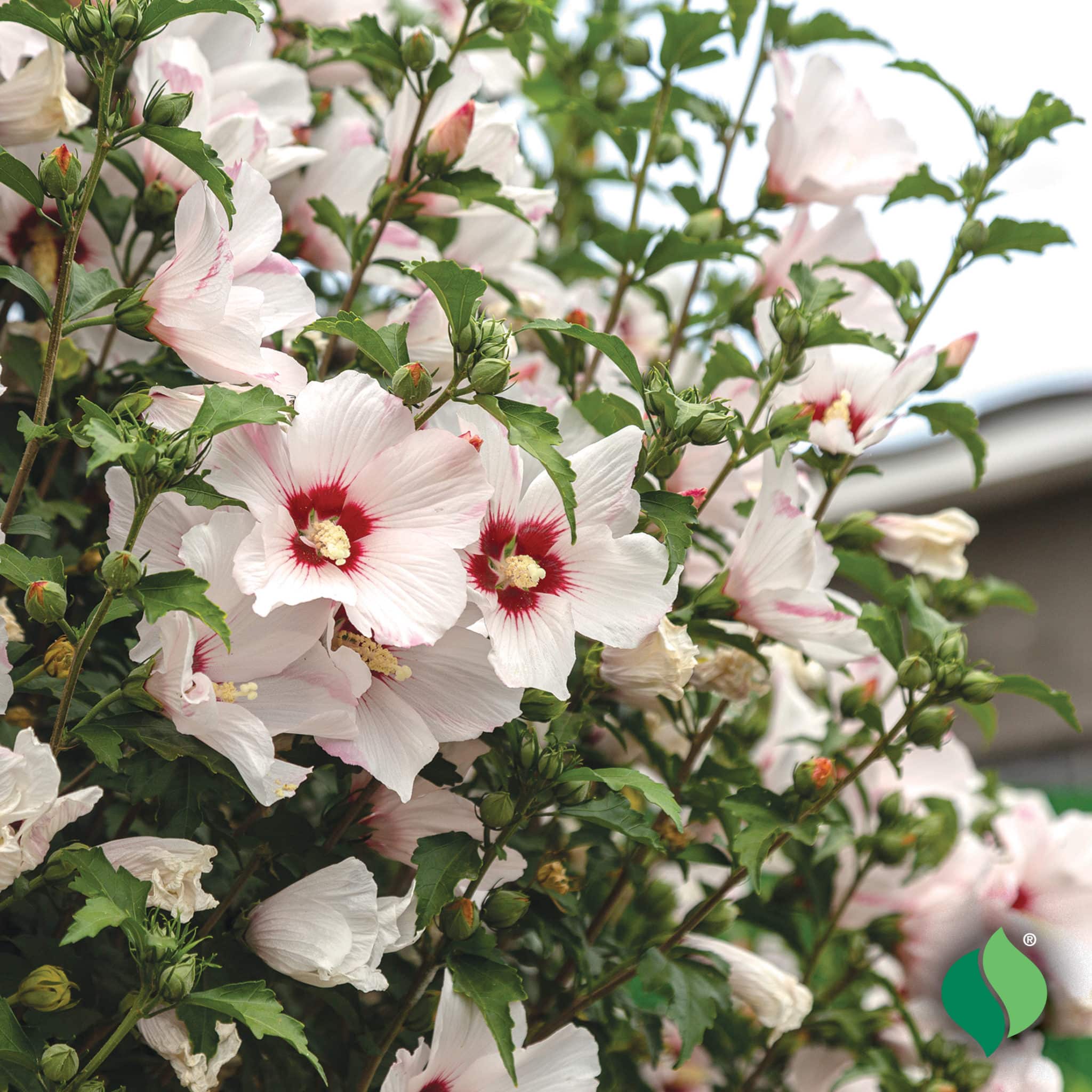 Hibiscus Syriacus ‘Helene’ - DeGroot