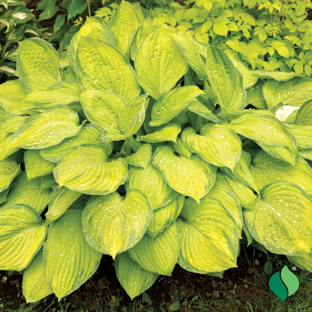 Hosta fortunei 'Gold Standard' - DeGroot
