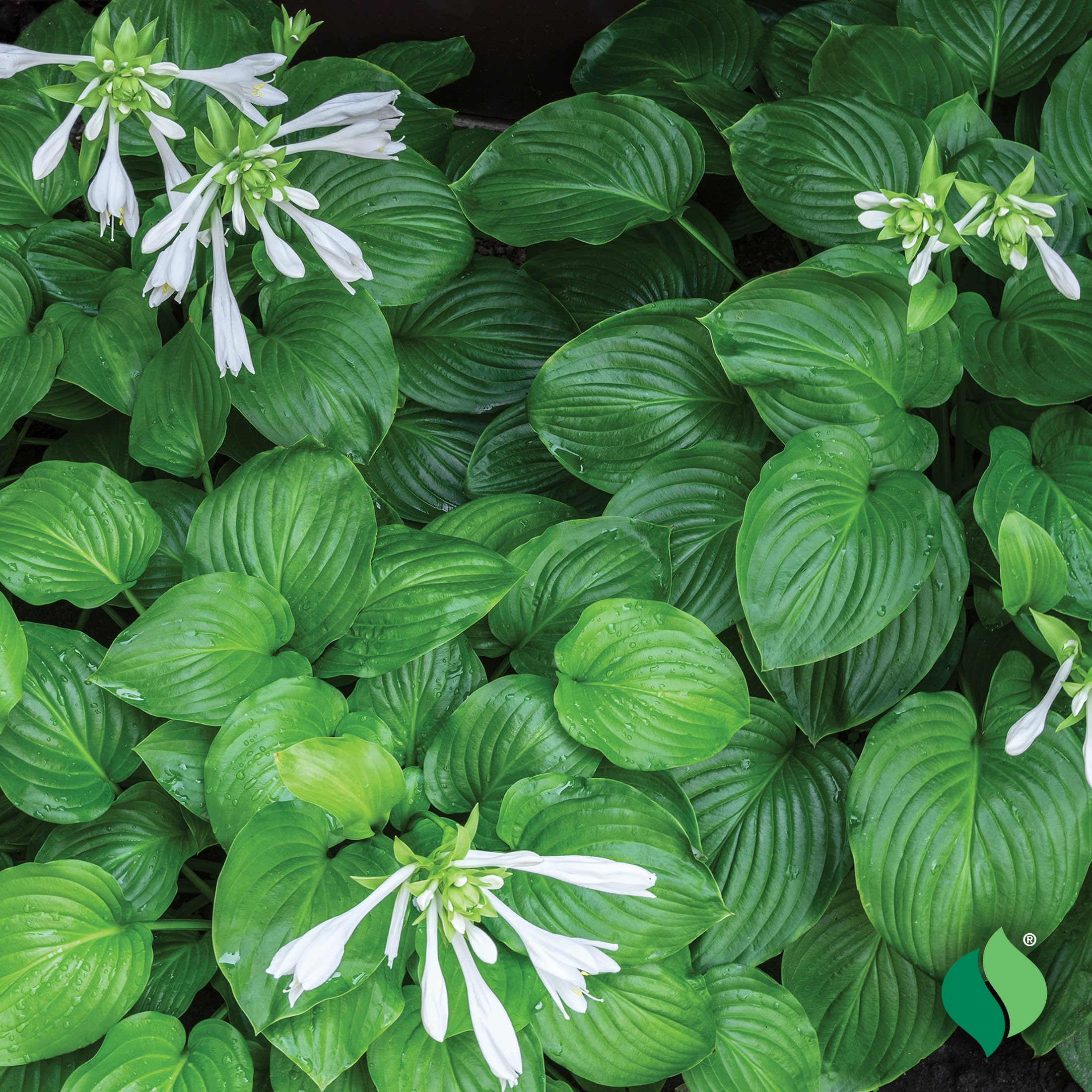 Hosta 'Royal Standard' - DeGroot