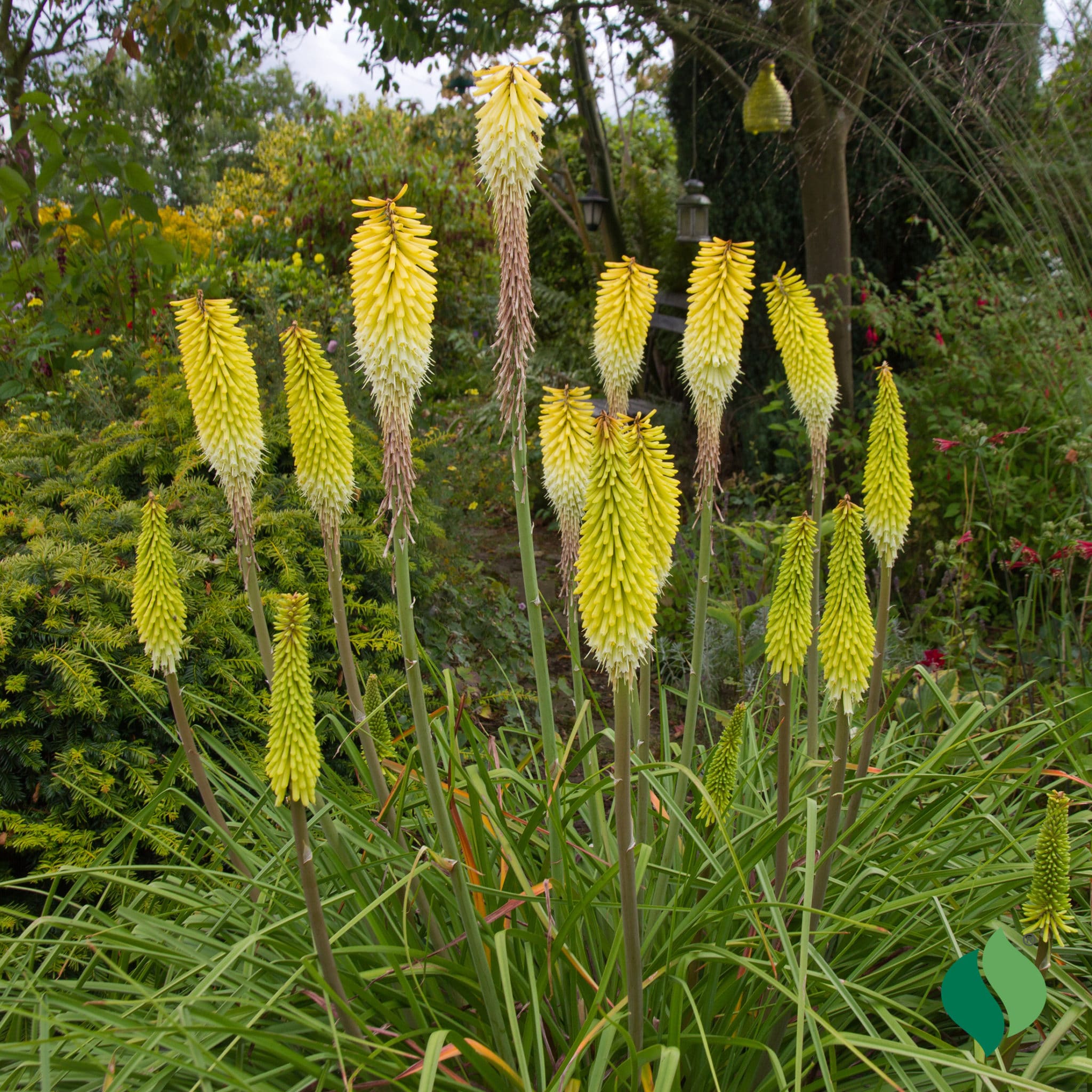 Kniphofia, Ice Queen - DeGroot