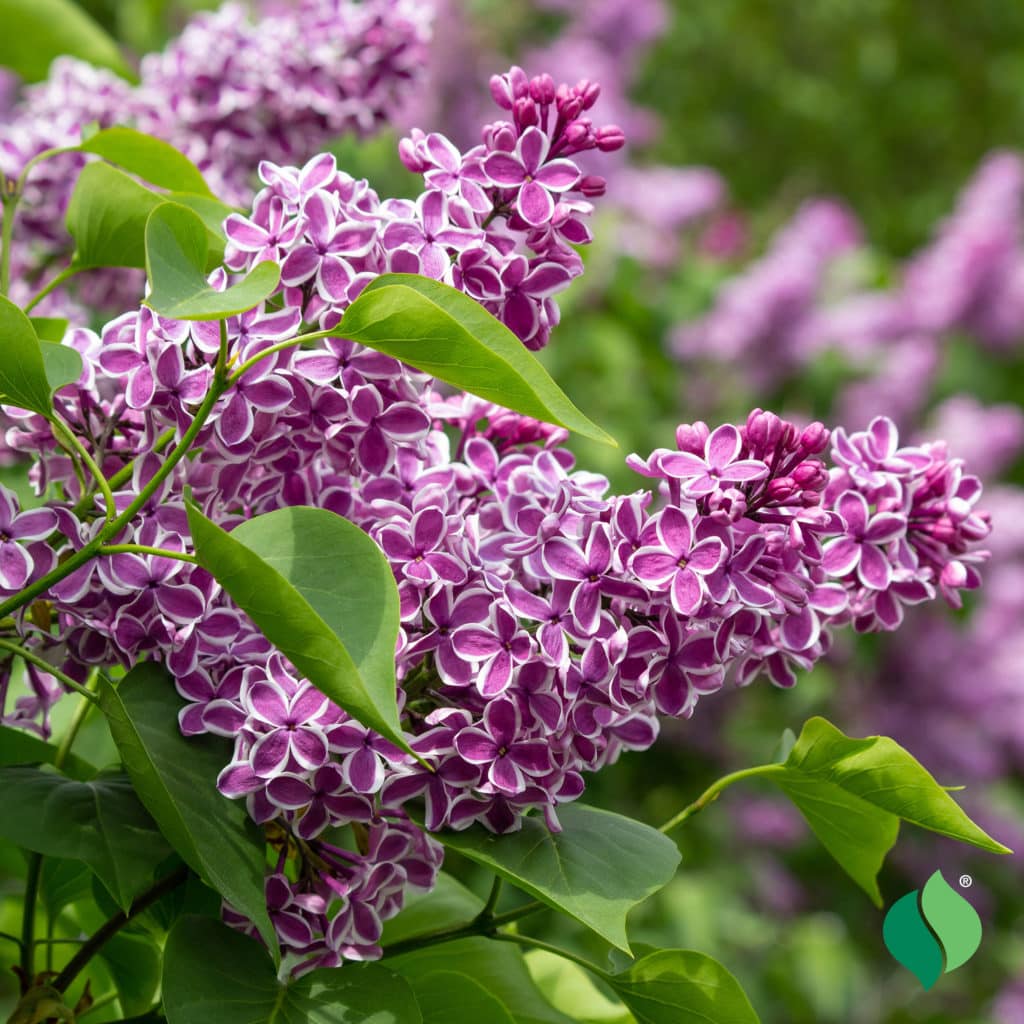 Lilac, 'Sensation' - DeGroot