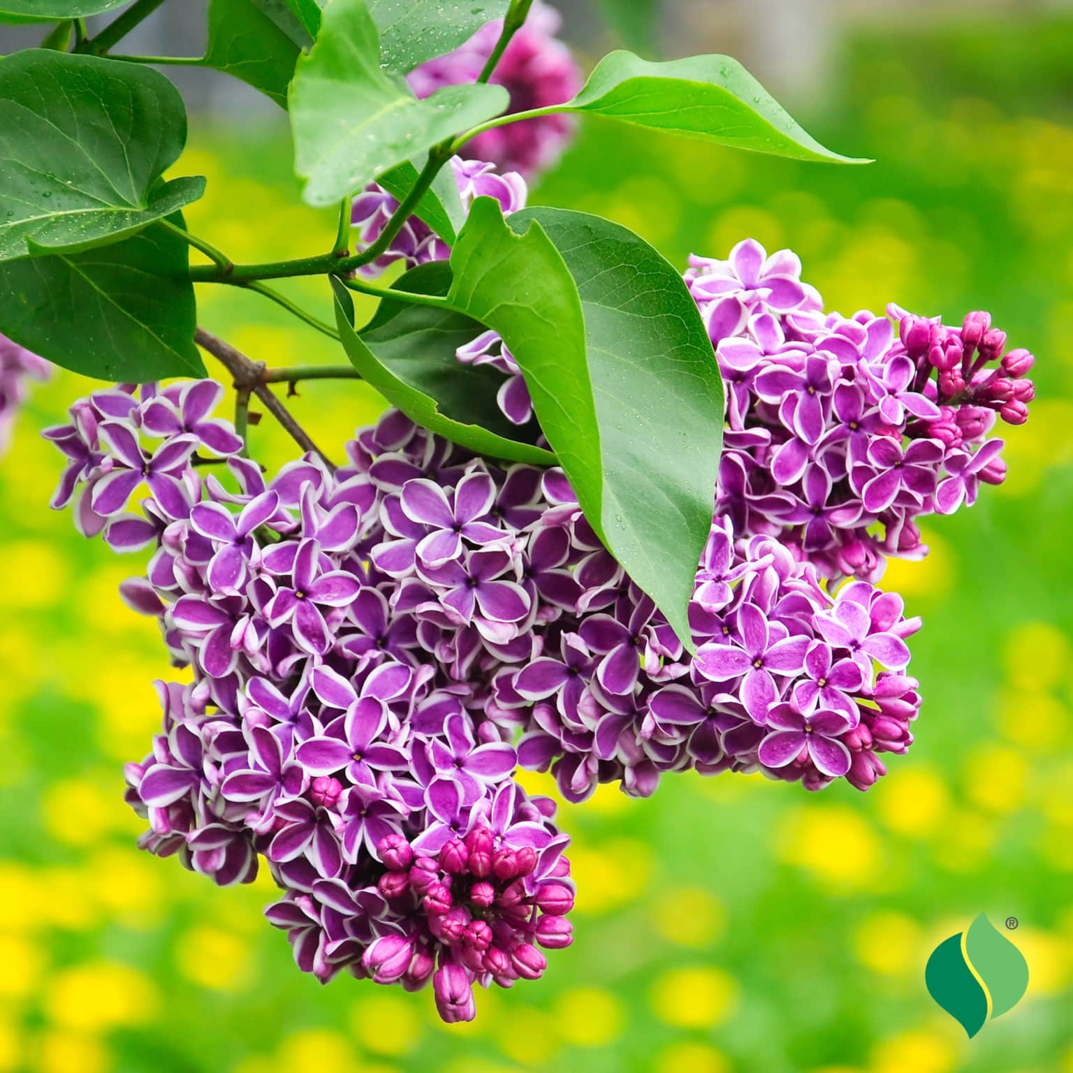 Lilac, 'Sensation' - DeGroot