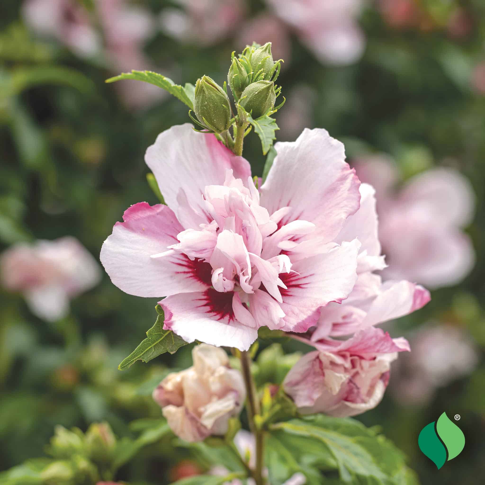 Althea, 'Rose of Sharon' - DeGroot