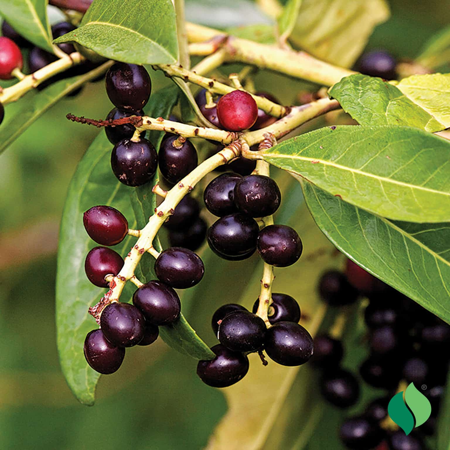 Western Sand Cherry - DeGroot