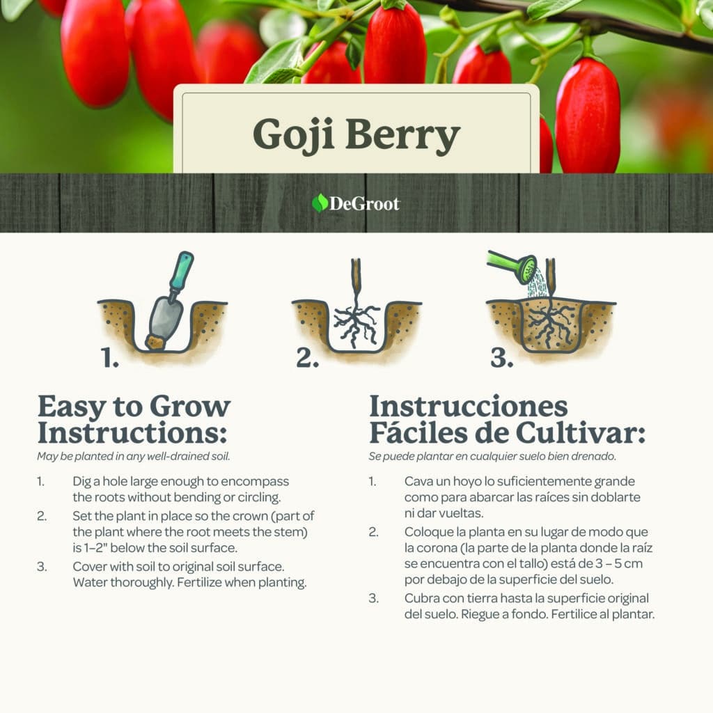 Goji Berry - DeGroot